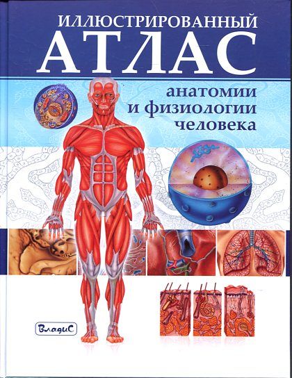 Михайлов С.С. Анатомия Человека - preceptconnections